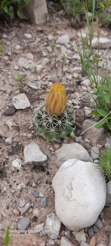 Grooved nipple cactus from Acuña, Coah., México on May 20, 2023 at 05: ...