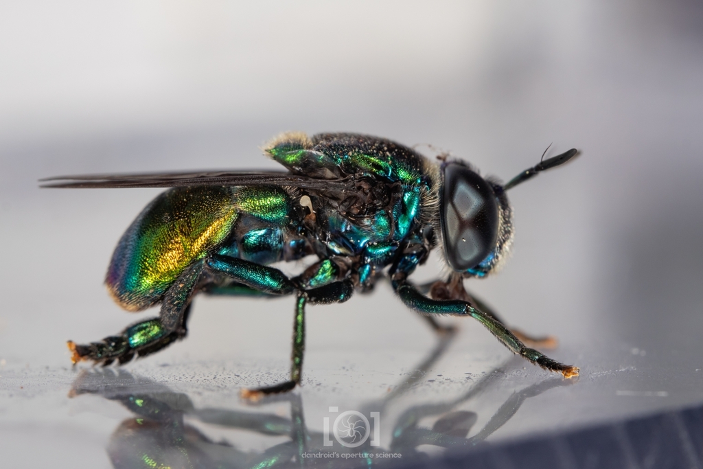 Rainbow Ant Fly from Chimney Lakes, Jacksonville, FL, USA on May 27 ...