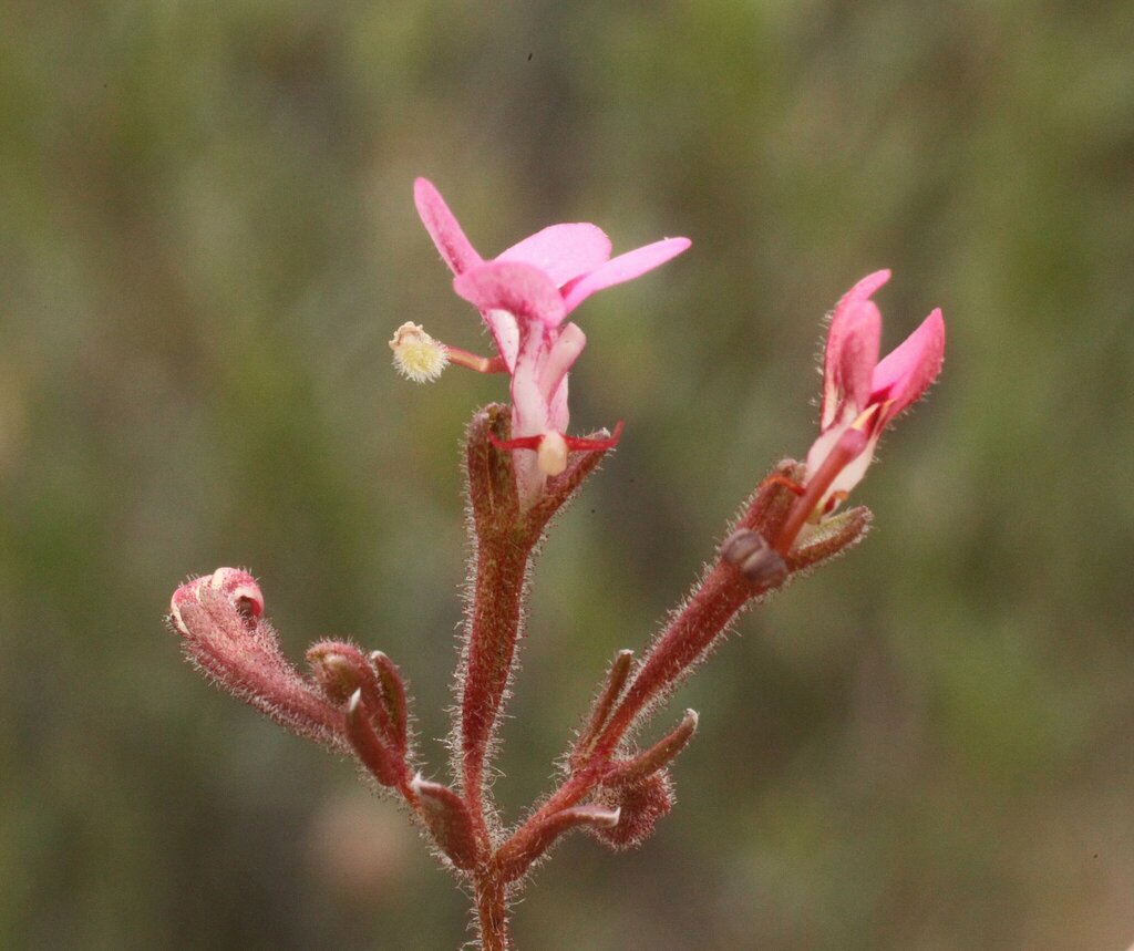 Tangle Triggerplant (Stylidium dielsianum) - Botanical Realm