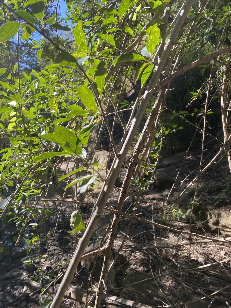 Cockspur Thorn from Prince Henry Heights, QLD, AU on May 28, 2023 at 10 ...