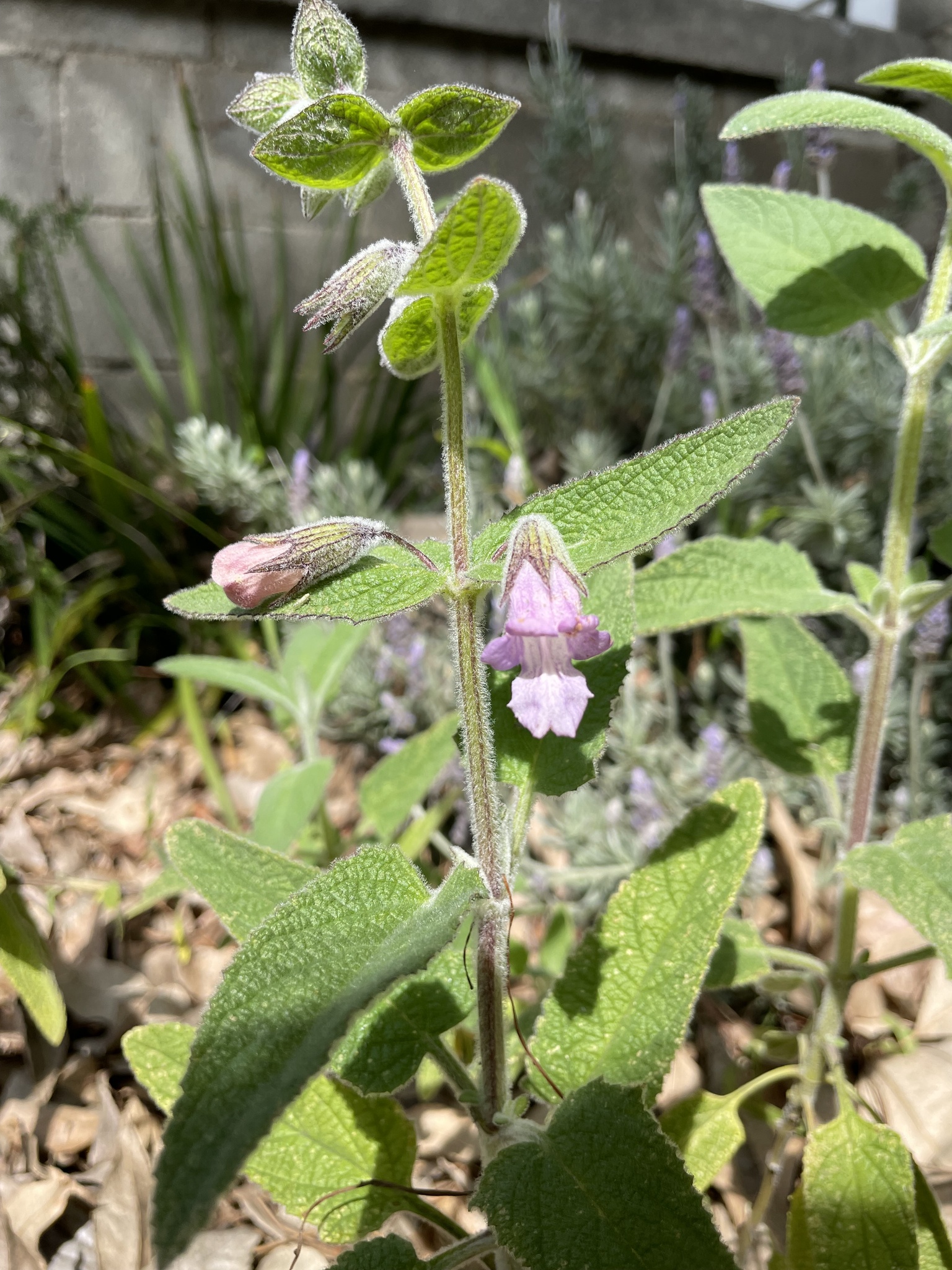 Lepechinia fragrans (Greene) Epling