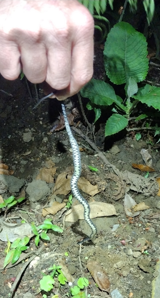 Cope's Coffee Snake from 86V2+2M5, Guanacaste Province, Monteverde ...