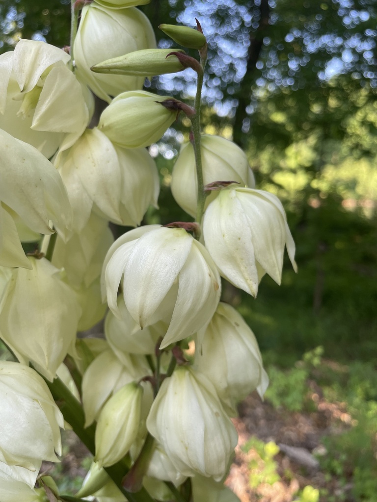 Weak-leaf Yucca from Whitesburg, GA, US on May 27, 2023 at 05:56 PM by ...