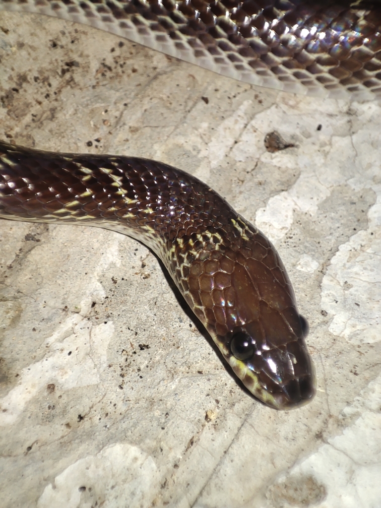 Common Wolf Snake from Eastern, HK on May 28, 2023 at 02:02 AM by ...