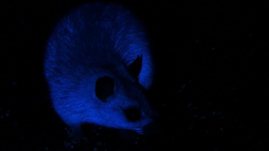 Old World Rats from Hermann Park, Houston, TX, USA on January 9, 2023 ...