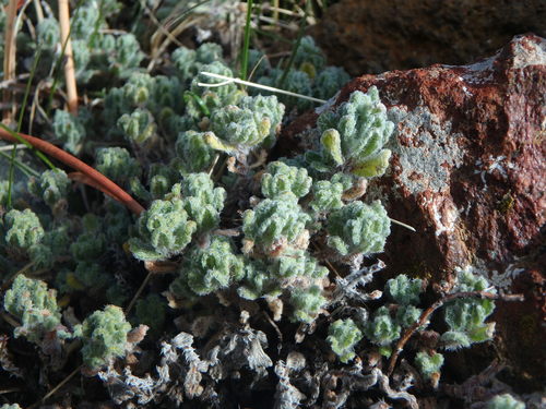 Subspecies Teucrium cyprium cyprium · iNaturalist
