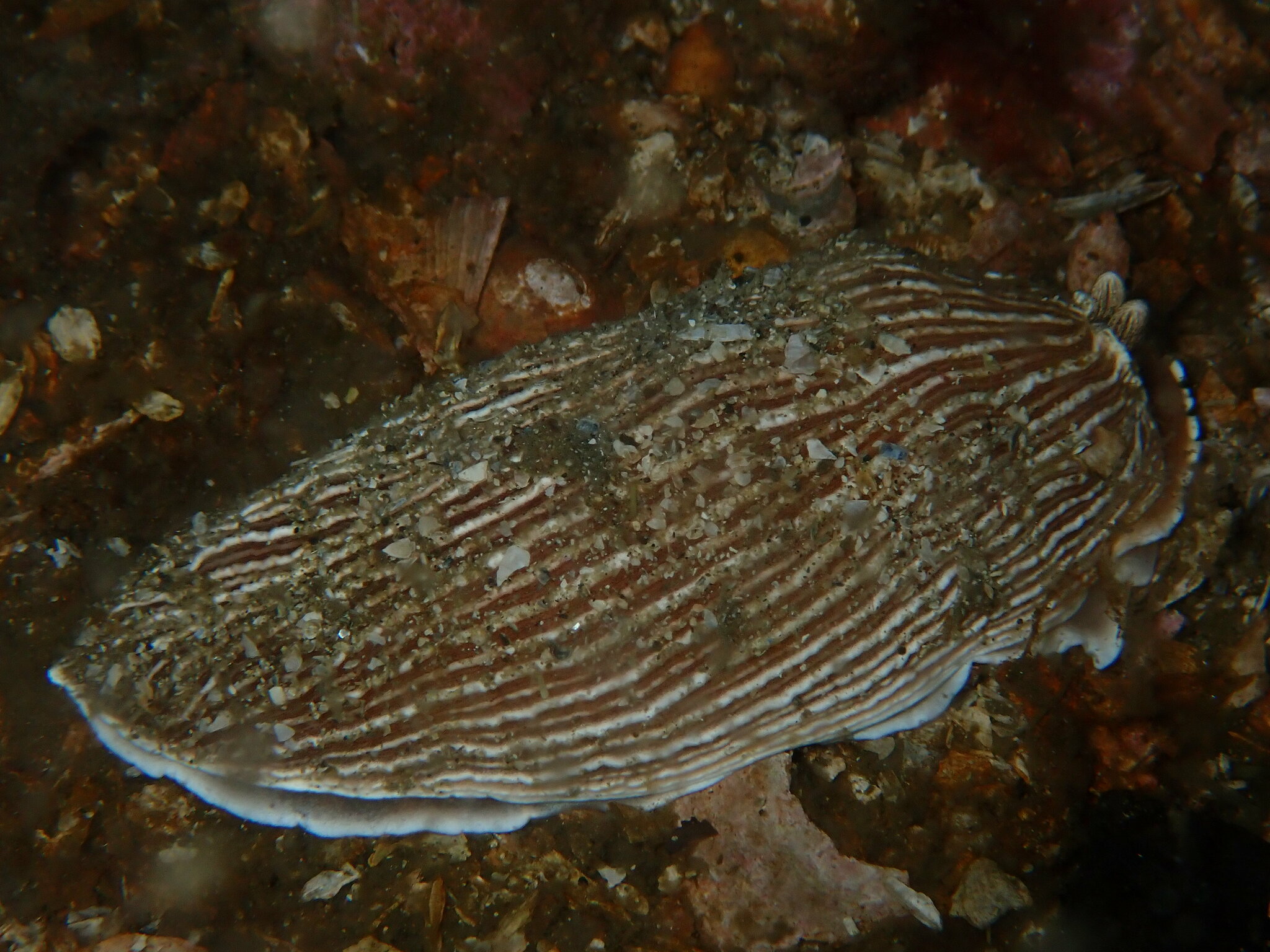 Armina californica (J.G.Cooper, 1863)