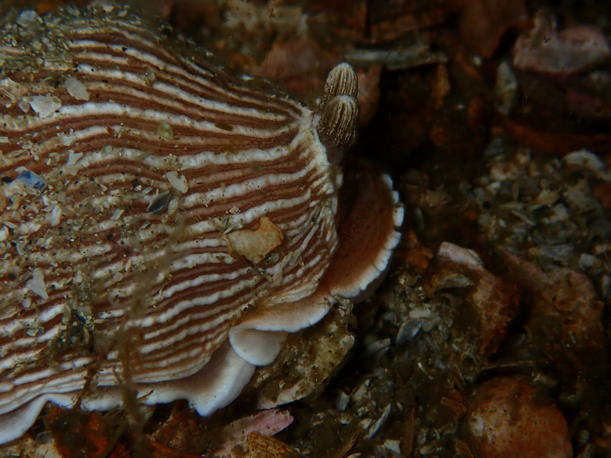 Armina californica (J.G.Cooper, 1863)