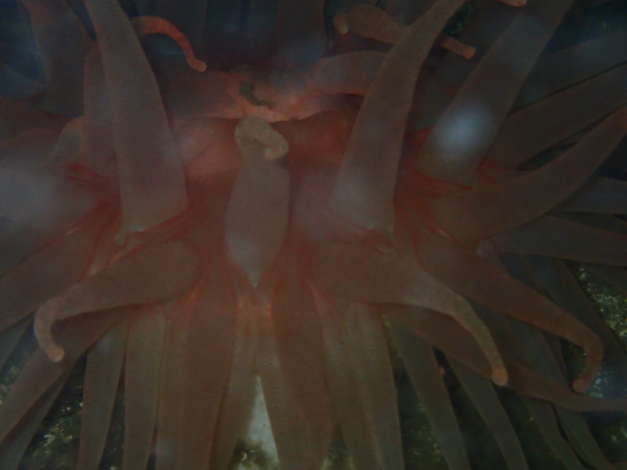 Cribrinopsis fernaldi Siebert & Spaulding, 1976