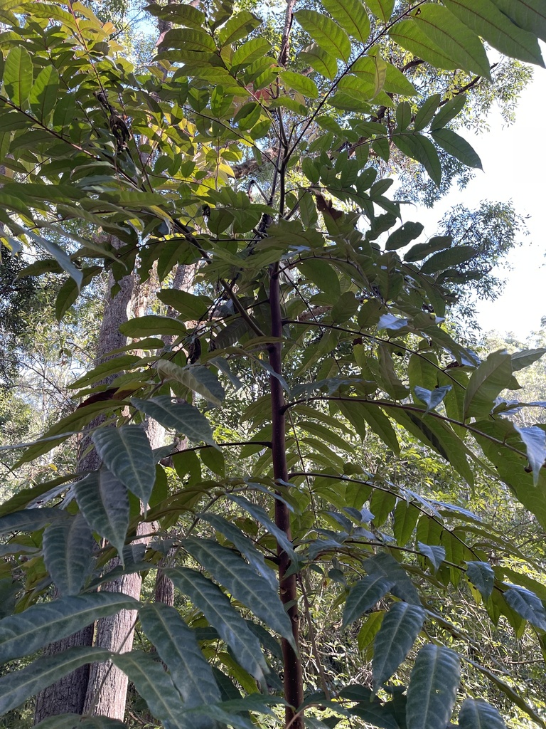 Australian Red Cedar from Hornsby Park, Hornsby, NSW, AU on May 28 ...