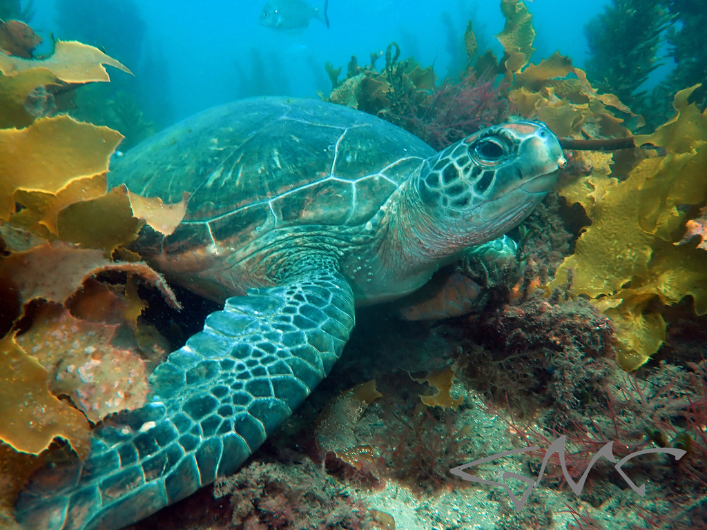 Green Sea Turtle from Fly Point Dive on May 24, 2023 at 12:46 PM by ...