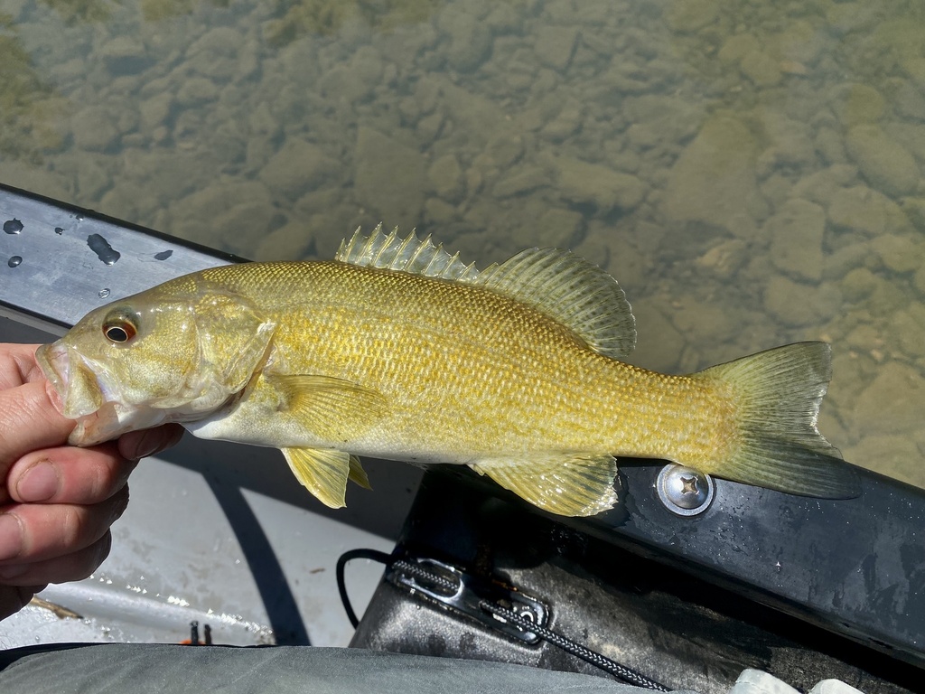 Neosho Bass (Micropterus velox) - Marine Life Identification