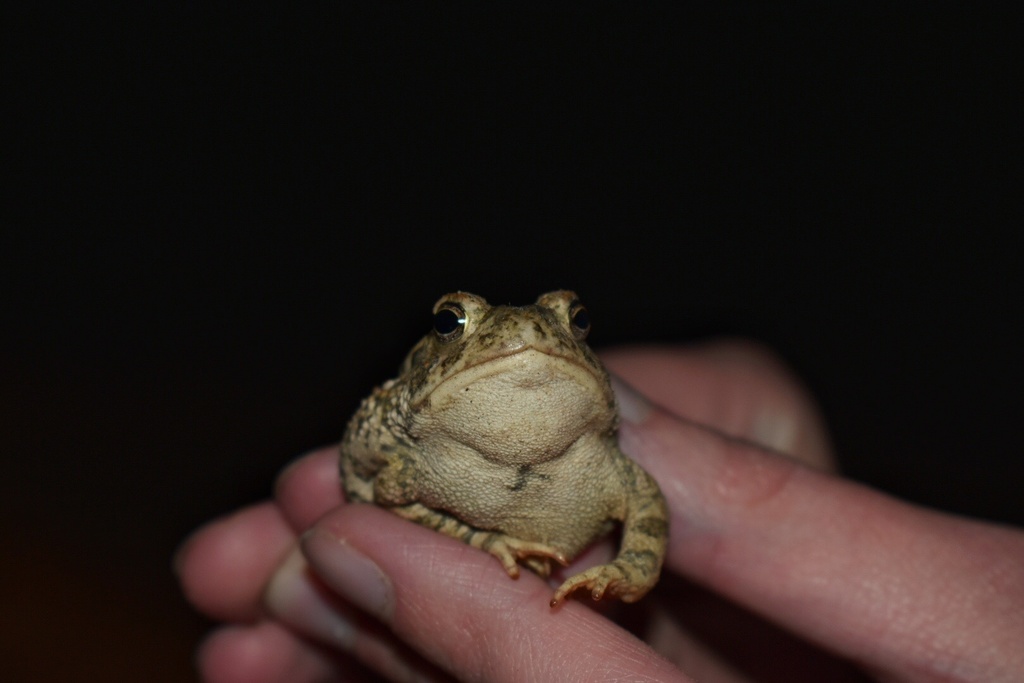 Woodhouse's Toad in May 2023 by Megan Francis · iNaturalist