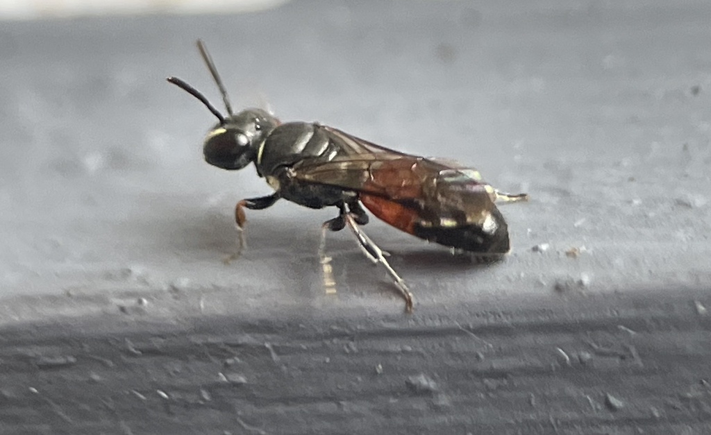 Littler's Masked Bee from Boundary Tk E, Frankston South, VIC, AU on ...