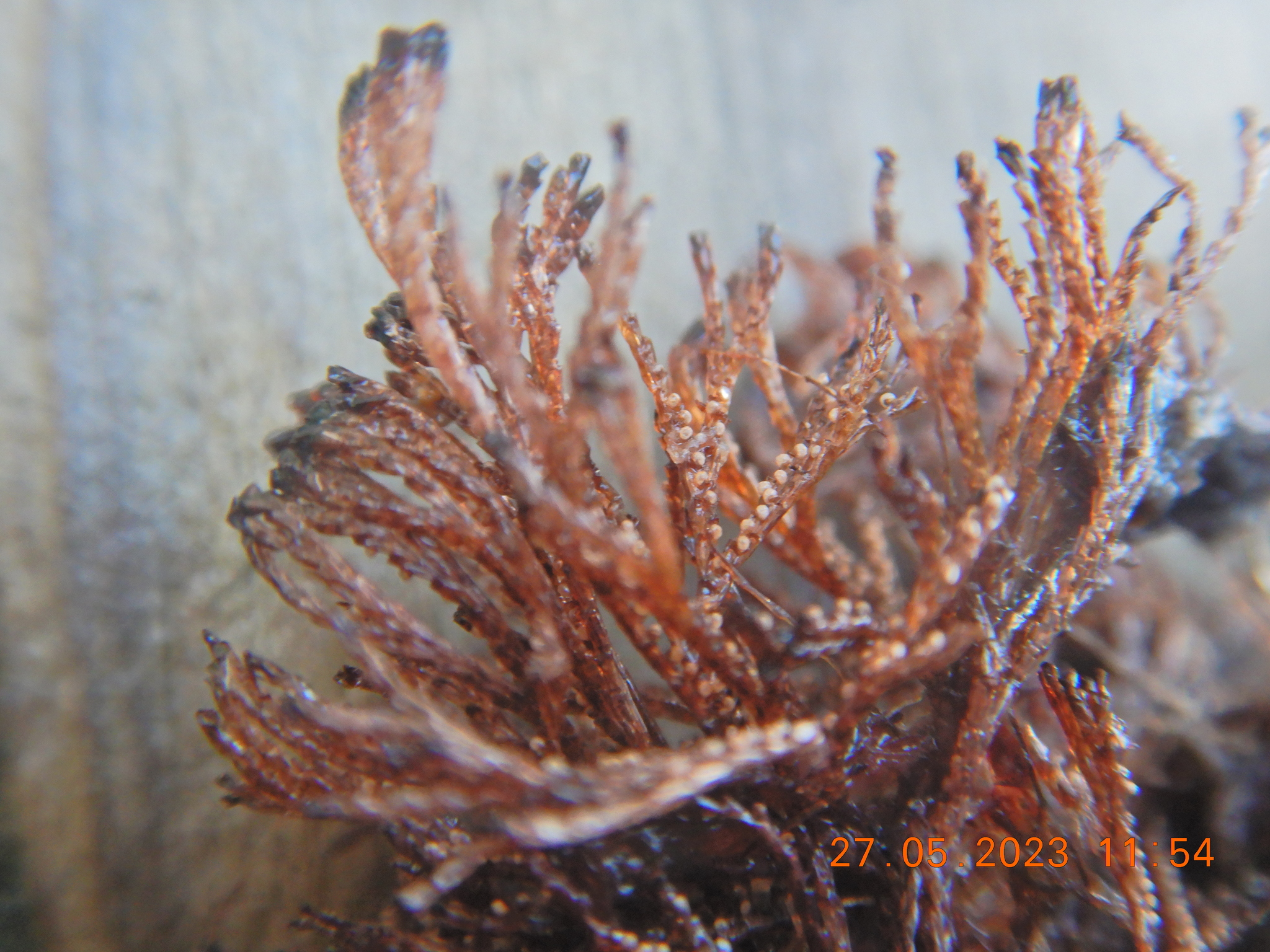 Bugula neritina (Linnaeus, 1758)