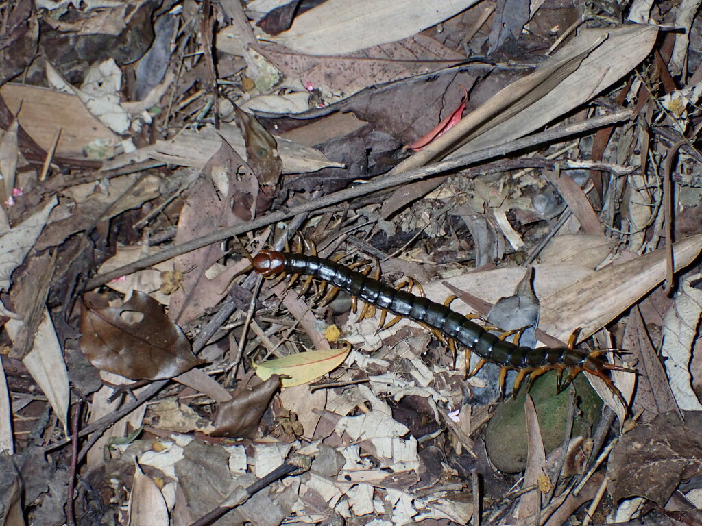 Chinese Red-headed Centipede from 台灣桃園市 on May 27, 2023 at 07:44 PM by ...