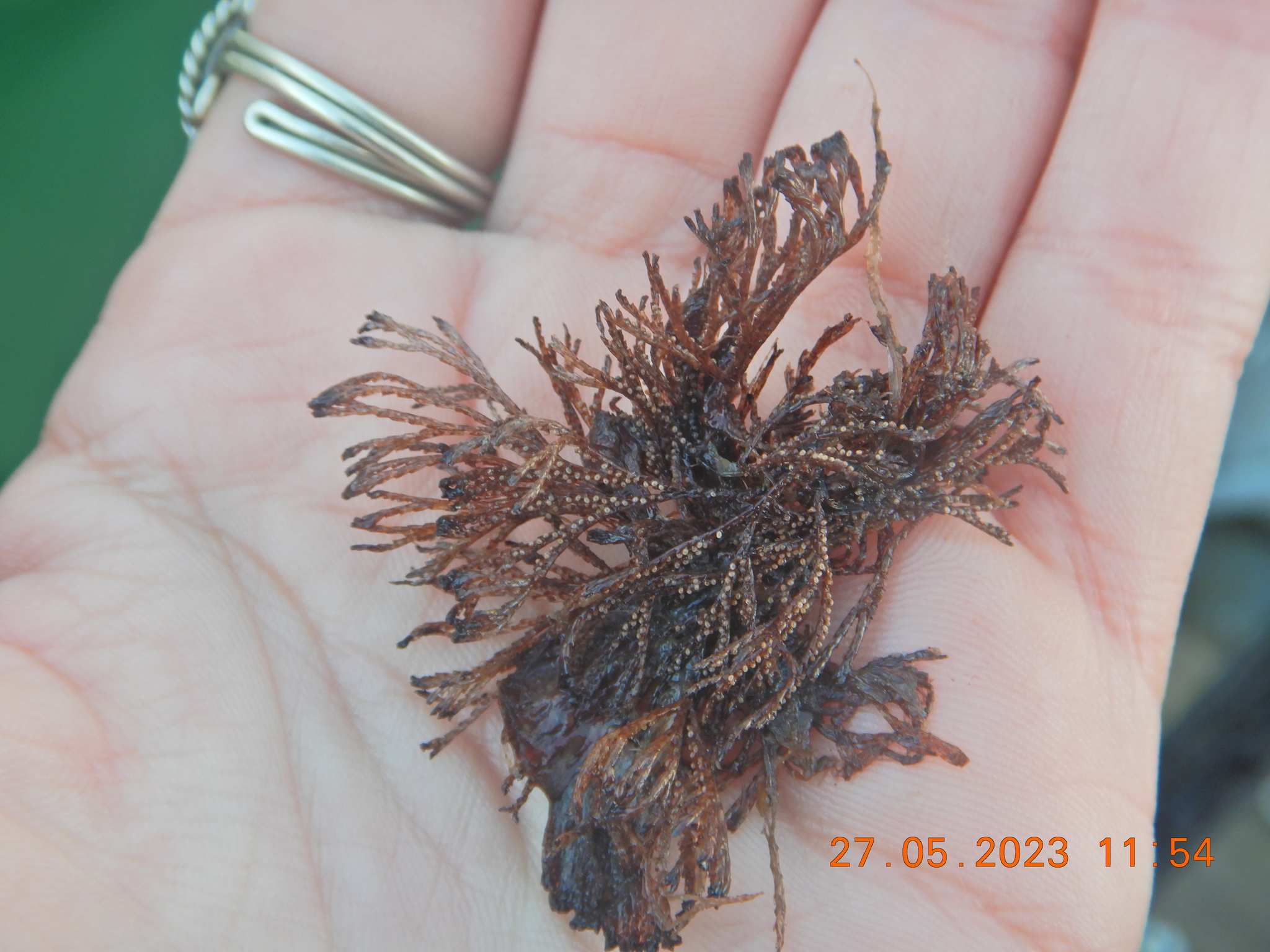 Bugula neritina (Linnaeus, 1758)