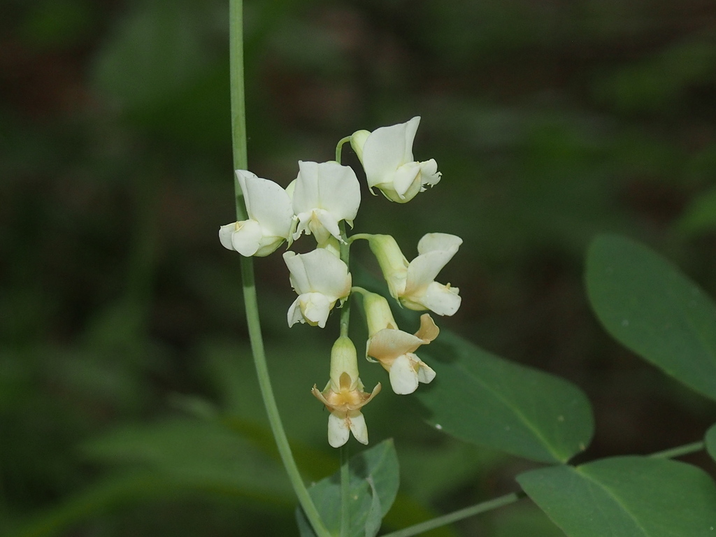 pale vetchling from Reichert Nature Preserve path in from parking on ...
