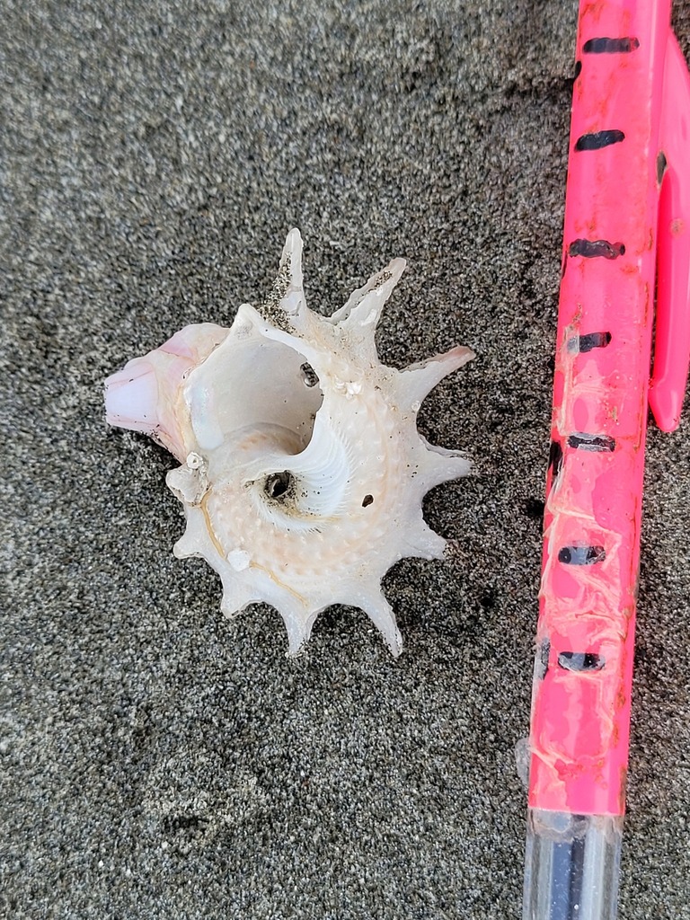 Circular Saw Shell from Waikanae Beach, Waikanae, New Zealand on May 27 ...