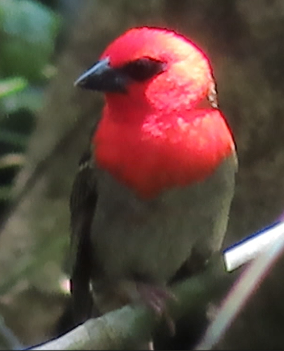 Forest Fody from Ifanadiana, Madagascar on January 2, 2023 at 11:02 PM ...