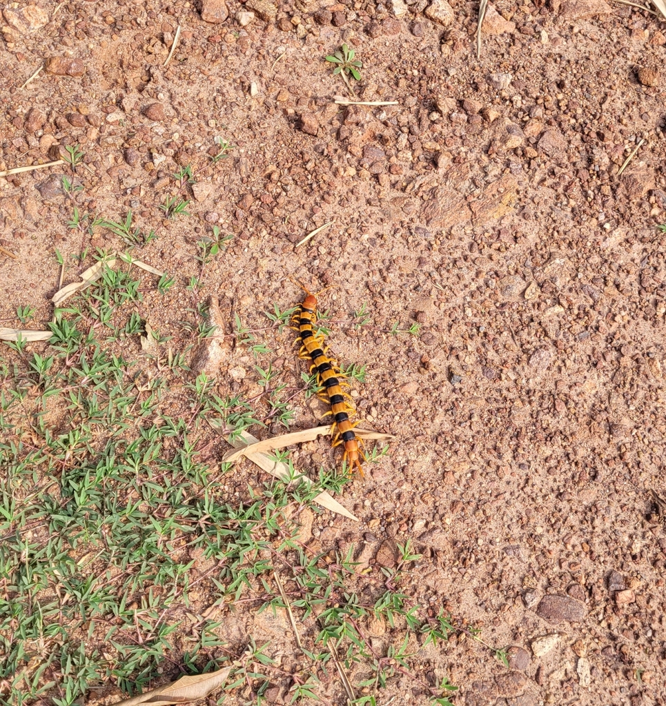 Indian Tiger Centipede from Andhra Pradesh 531002, India on November 10 ...