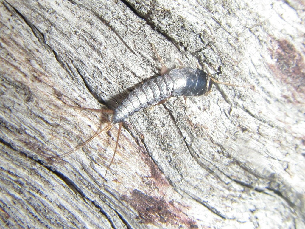 Typical Silverfishes from Watsonville QLD 4887, Australia on June 30 ...