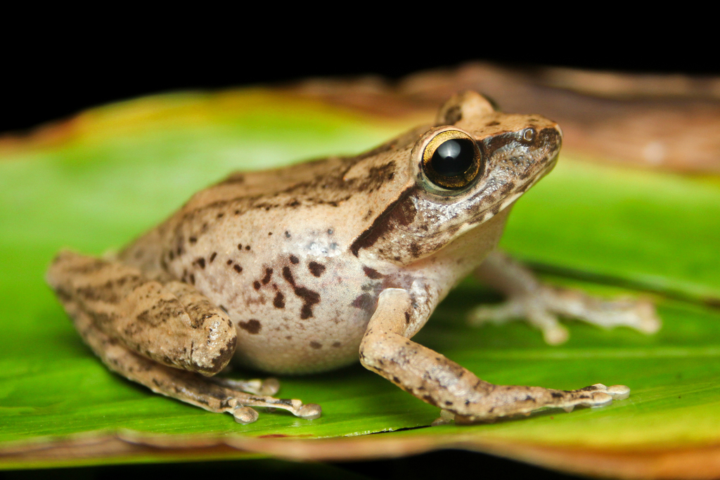Knuckles Shrub Frog in May 2023 by Saluni Uthprabha Galappaththi. This ...