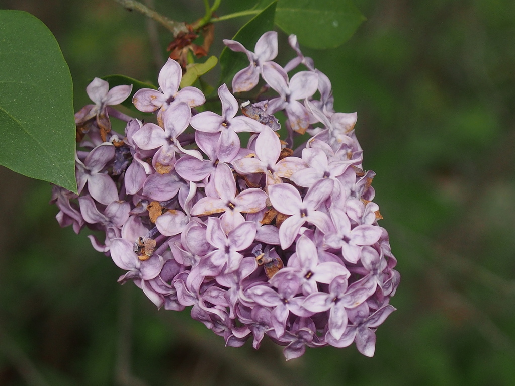 common lilac from Livingston County, MI, USA on May 27, 2023 at 07:09 ...
