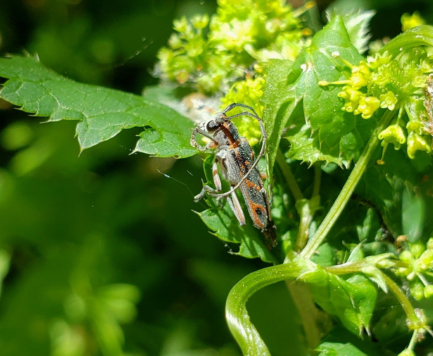 Saperda tridentata Olivier, 1795