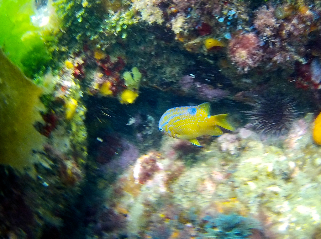 Scalyfin from Green Point, Brighton VIC 3186, Australia on September 08 ...