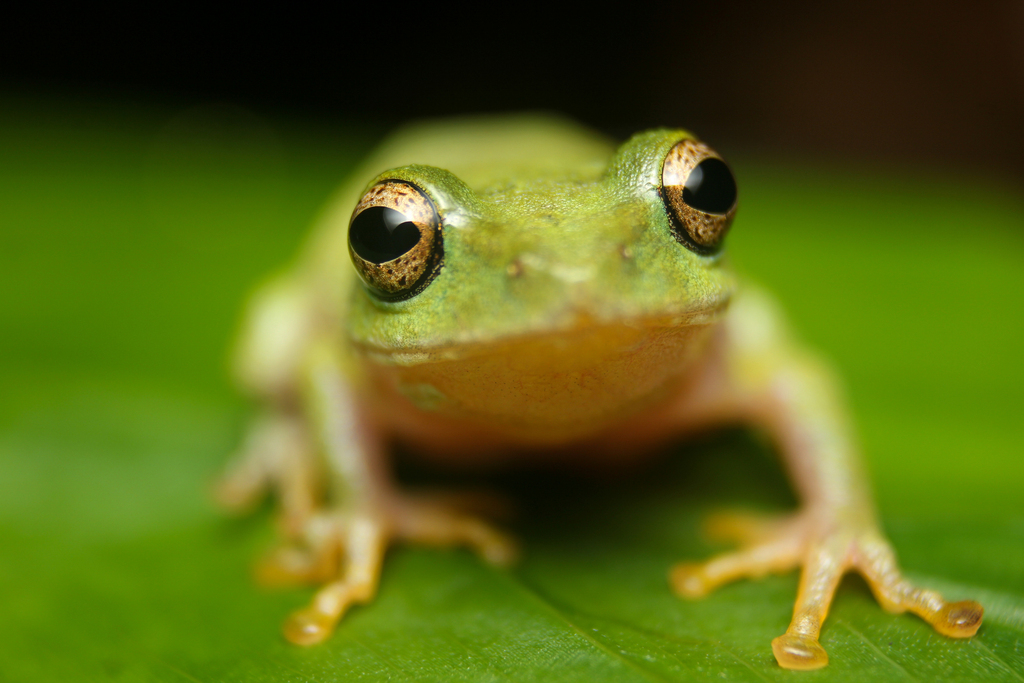 Dull-green Shrub Frog in May 2023 by Saluni Uthprabha Galappaththi ...