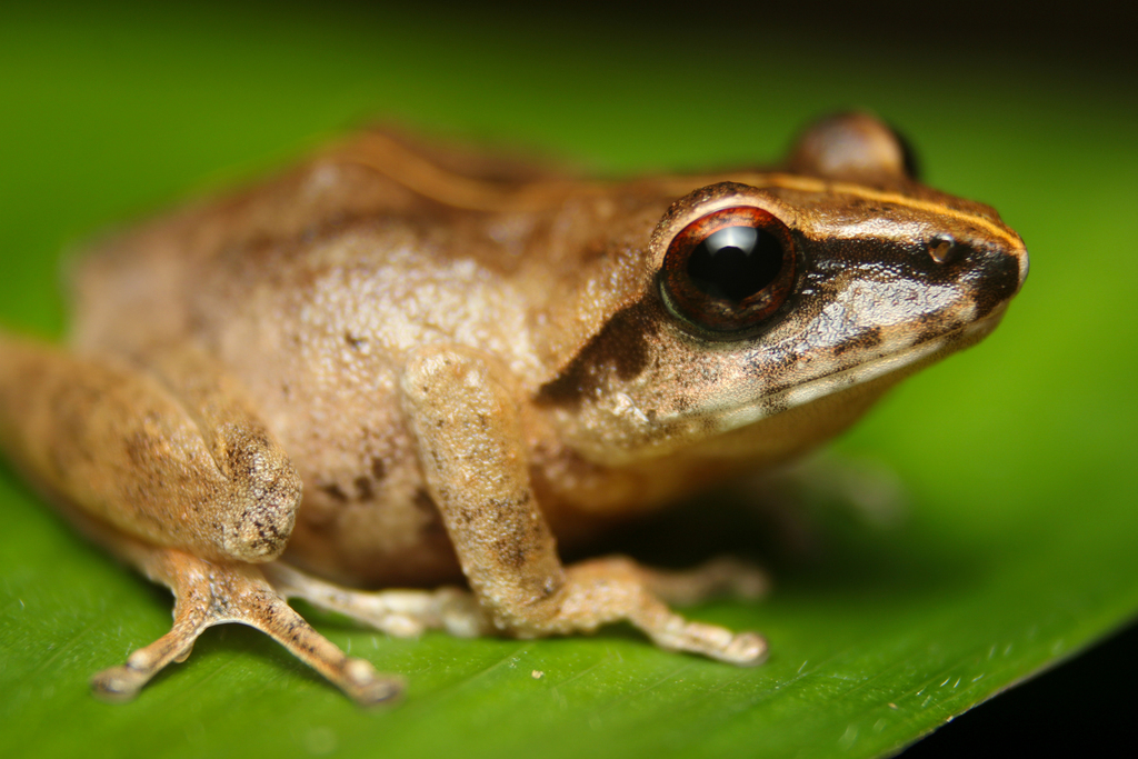 Horton Plains Shrub Frog in May 2023 by Saluni Uthprabha Galappaththi ...