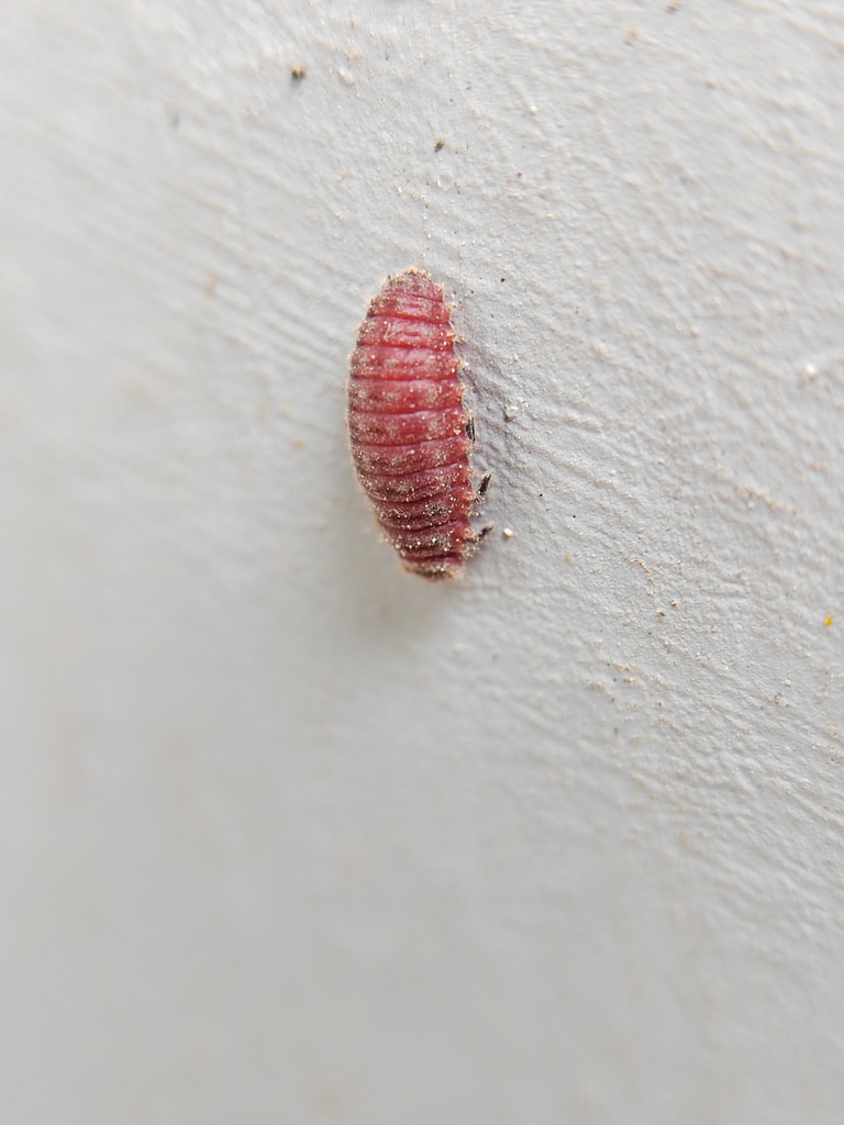 Novius from 中国北京市海淀区 on April 24, 2023 at 04:49 PM by kat717 · iNaturalist