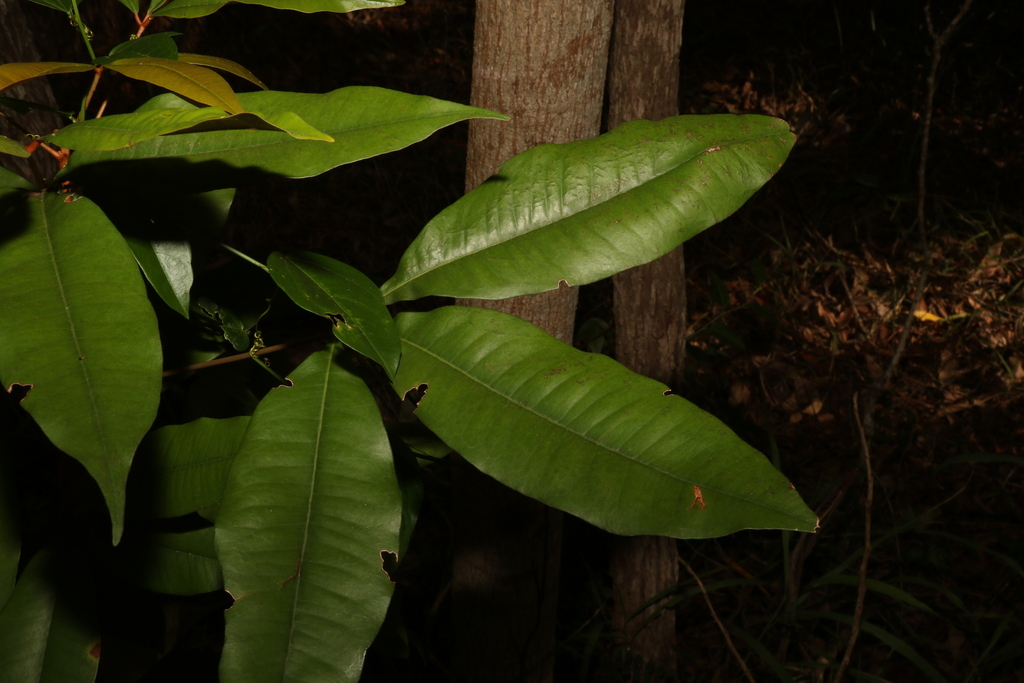 Heritiera from Cootharaba QLD 4565, Australia on May 27, 2023 at 10:32 ...