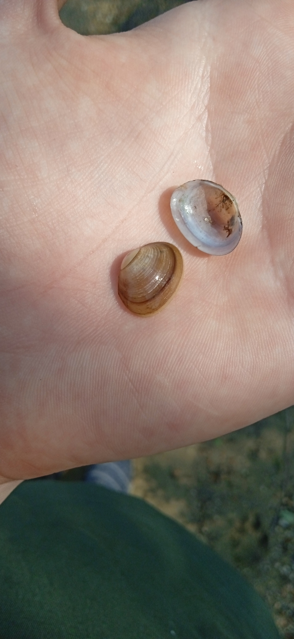 Sphaerium rivicola (Lamarck, 1818)