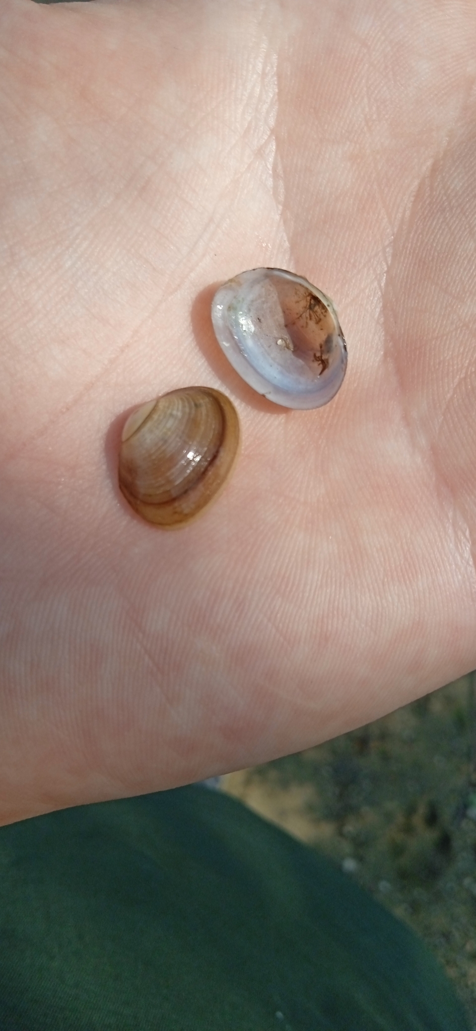 Sphaerium rivicola (Lamarck, 1818)