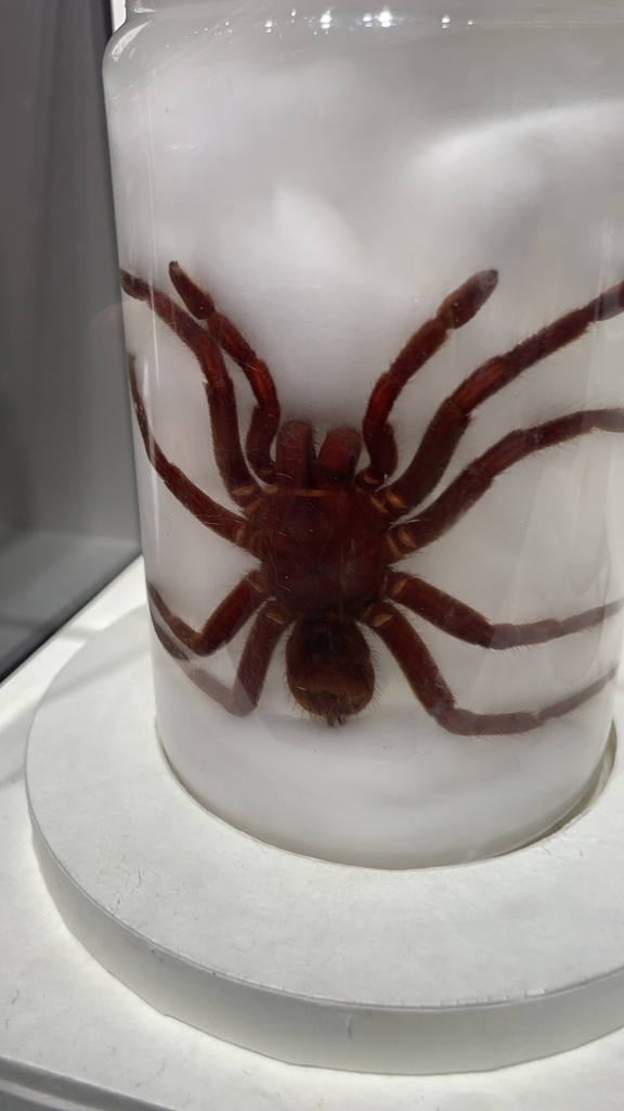 Tarantulas from Higashisumiyoshi, Osaka on May 28, 2023 at 04:35 PM by ...