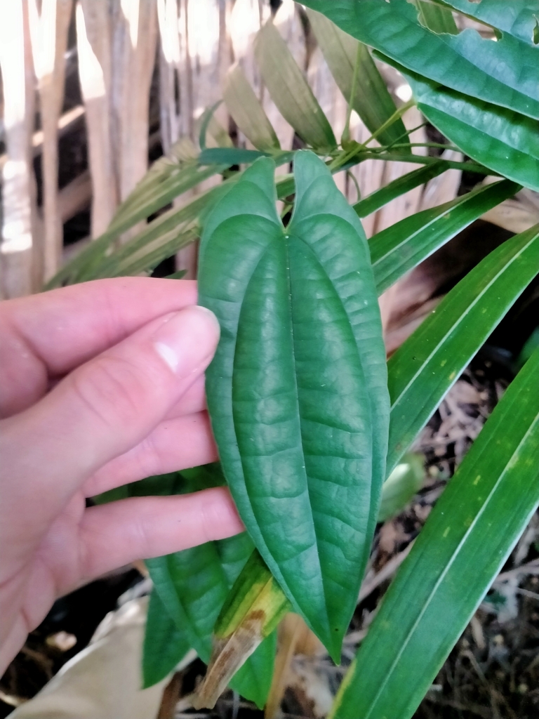 Common Yam Vine from Commissioners Creek on May 26, 2023 at 02:05 PM by ...