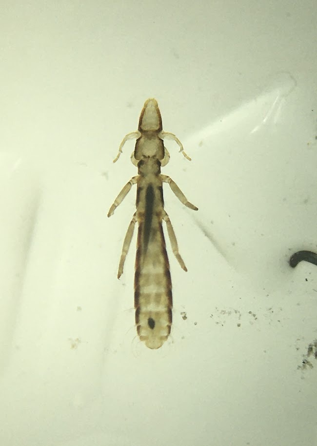 Slender pigeon louse from 日本、〒186-0011 東京都国立市谷保 on December 17, 2019 by ...