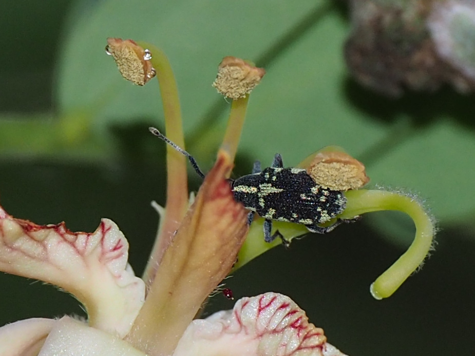 Myllocerinus viridiornatus from 中国云南省西双版纳热带植物园百果园 on May 25, 2023 at 05 ...