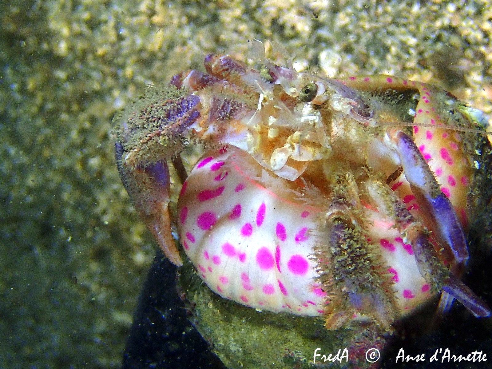 Adamsia palliata (Fabricius, 1779)