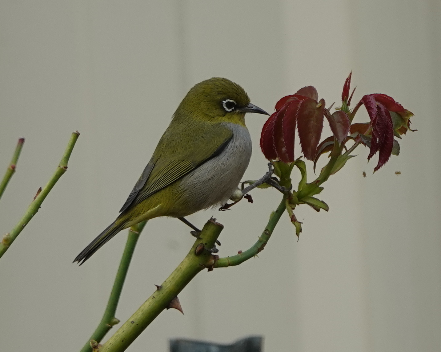 Zosterops lateralis chloronotus Gould, 1841