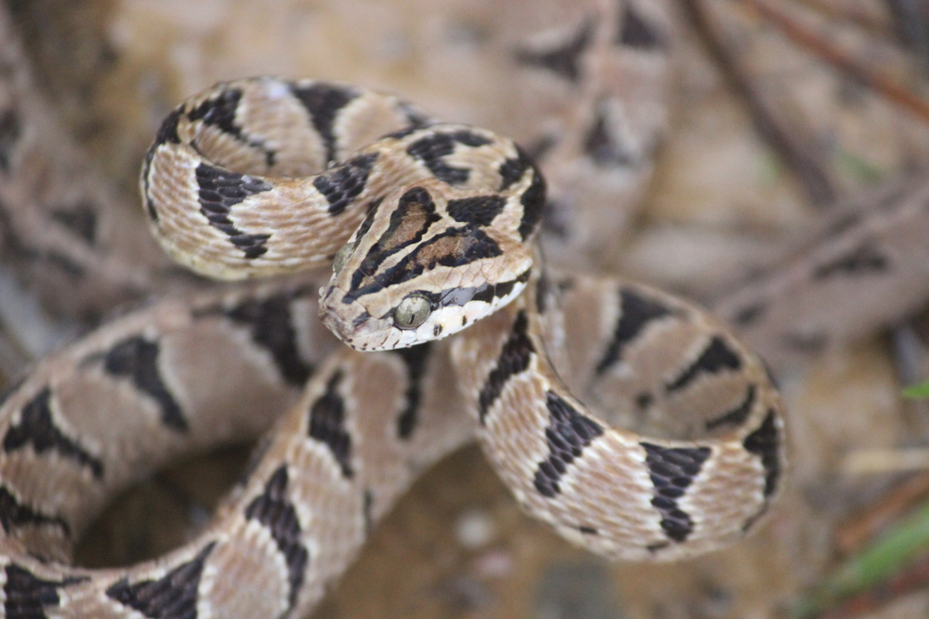 Arrowback Tree Snake from Saipung, East Jaintia Hills, Meghalaya, India ...