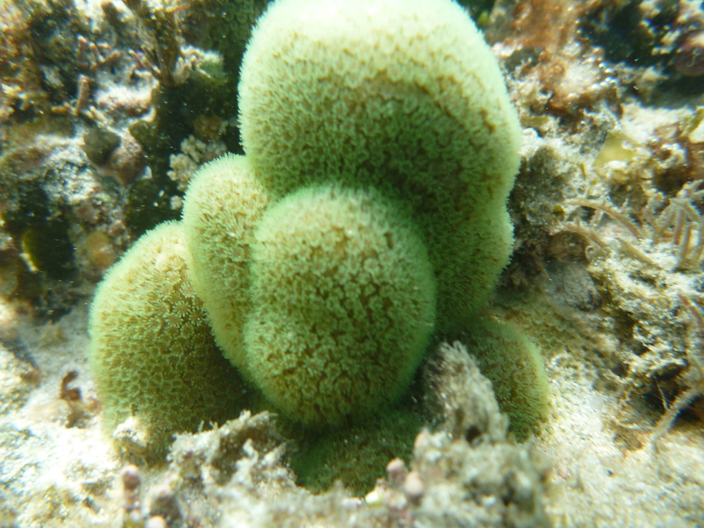 Porites panamensis (Creatures of Culebra Reef Gardens) · iNaturalist