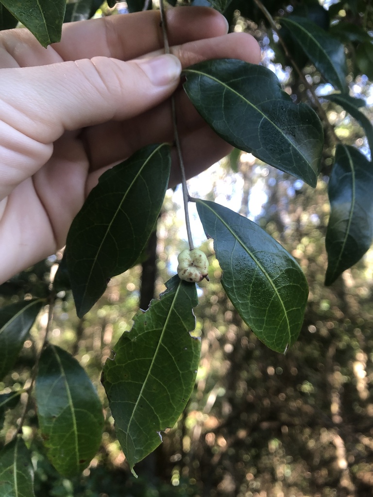 Cheese Tree from Noosa Bal, AU-QL, AU on May 28, 2023 at 09:14 AM by ...