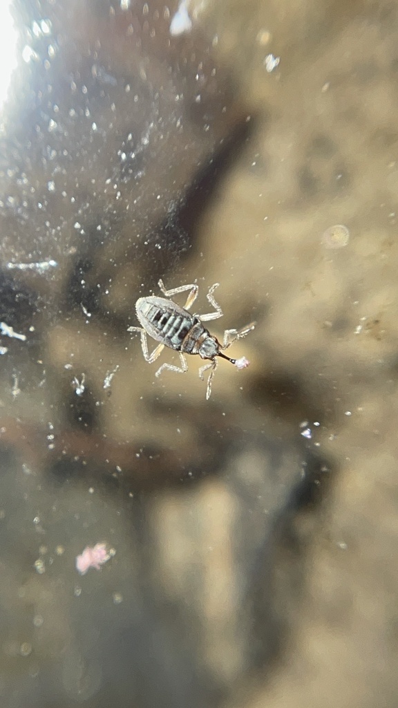 Microvelia japonica in May 2023 by eggseries · iNaturalist