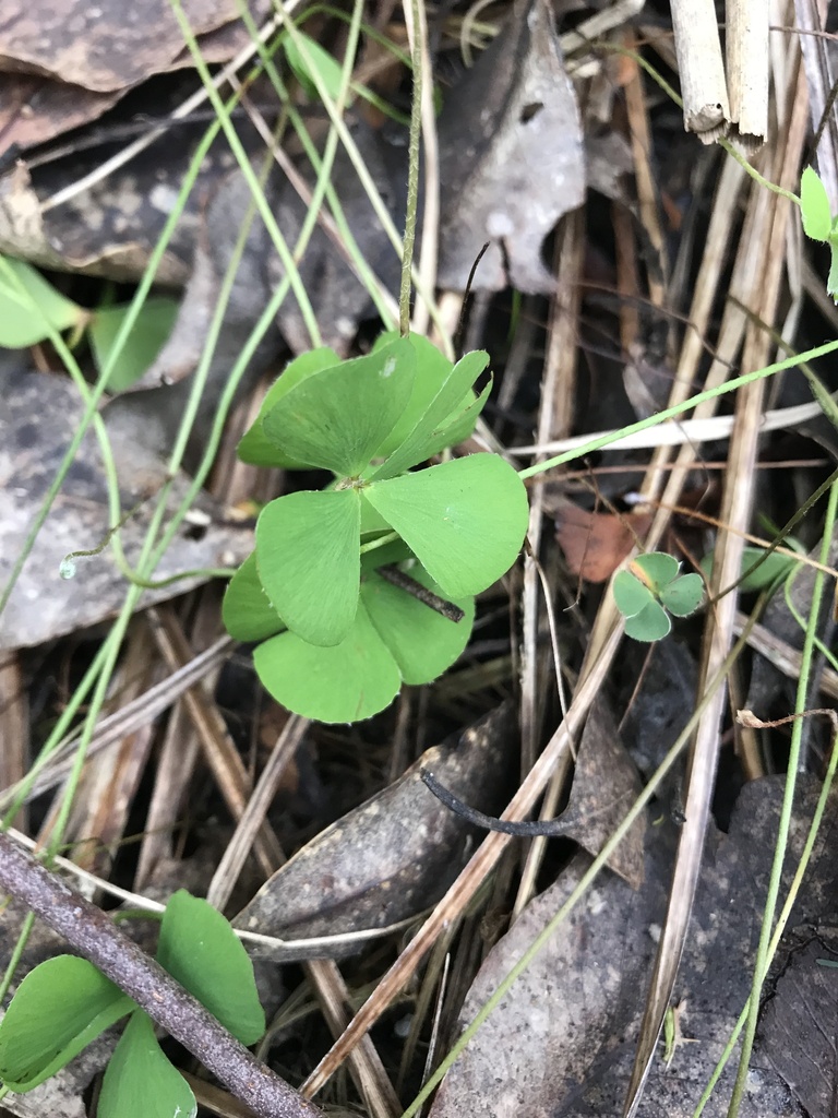 Common Nardoo from Haining Park, Launching Place, VIC, AU on May 25 ...