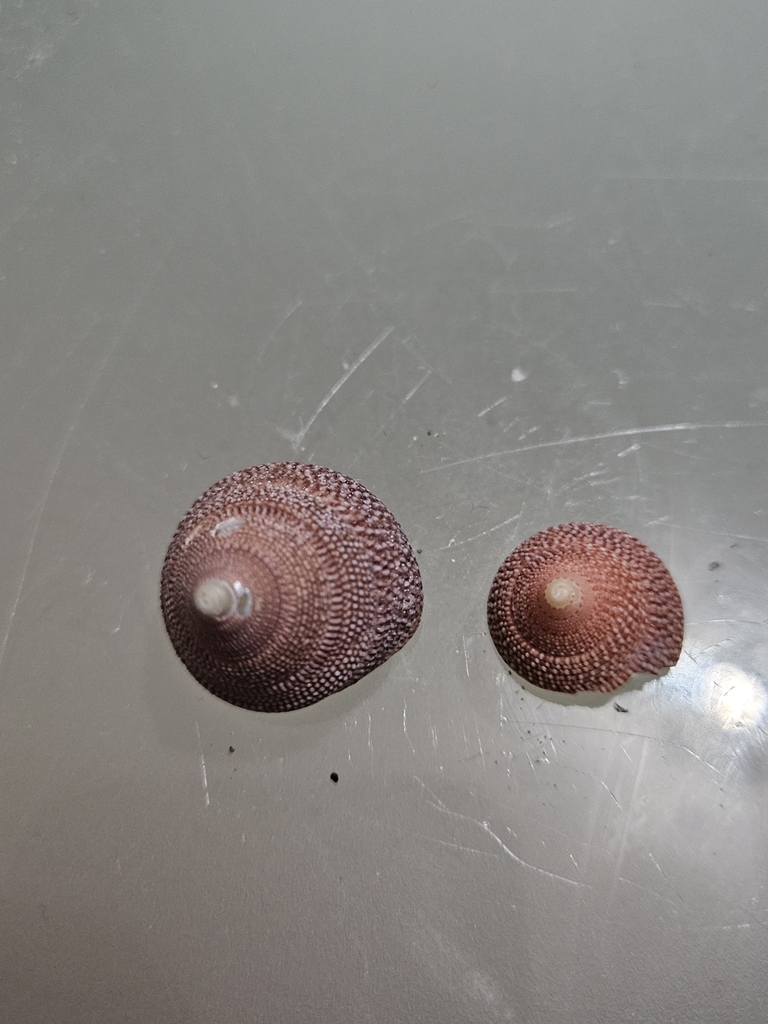 Clanculus maugeri from New South Wales, Australia on May 28, 2023 at 08 ...