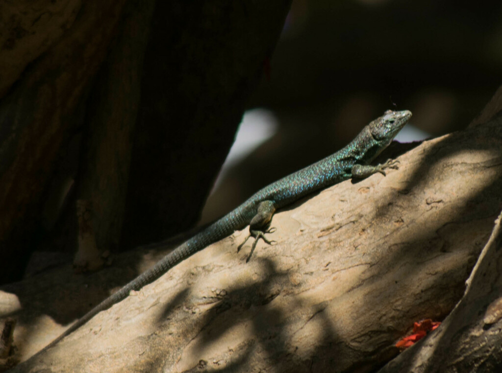Madeira Lizard from Lisboa, Portugal on May 24, 2023 at 03:30 PM by ...