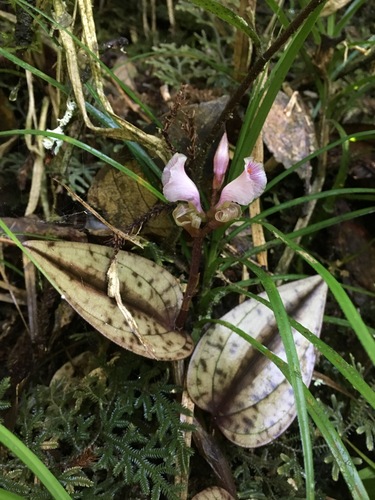 Nephelaphyllum pulchrum · iNaturalist United Kingdom